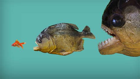 Los Beneficios De Comer Pescado Moi