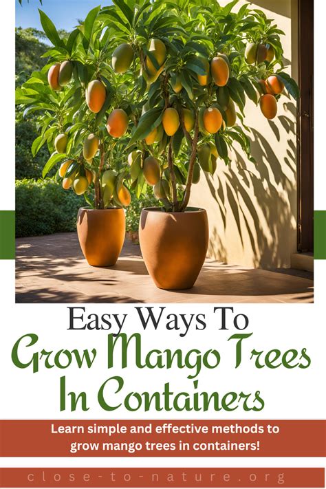 Easy Ways To Grow Mango Trees In Containers In 2025 Artofit