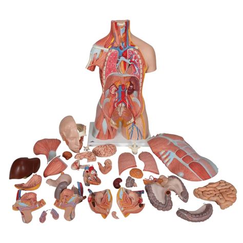 3b Scientific™ Muscle Torso Two Sex With Pregnancy Insert Includes