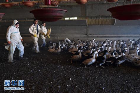 France Targets Ducks In Fight Against Bird Flu 2 Peoples Daily Online