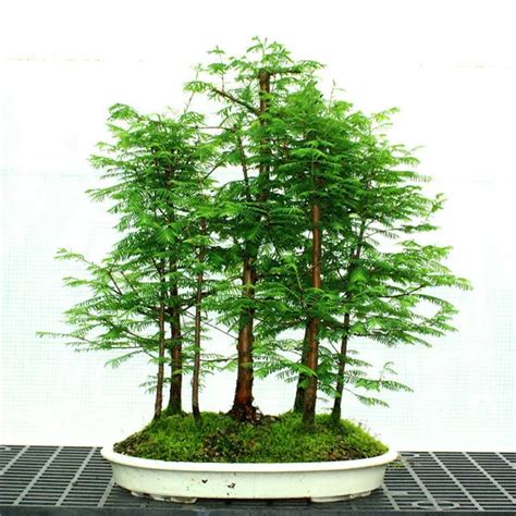 Pcs Dawn Redwood Forest Bonsai Metasequoia Glyptostroboides Grow Your Own Bonsai Tree For