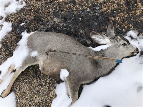 Conservation Officers Find Mule Deer Dead With An Arrow In It In