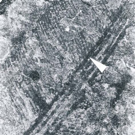 Drawings Of Described Glossopteris Leaves A Specimens Of Download Scientific Diagram