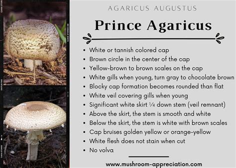 Prince Agaricus Identification Foraging And Lookalikes Mushroom