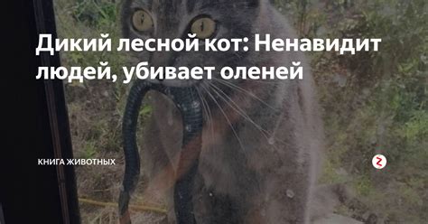 Дикий лесной кот Ненавидит людей убивает оленей Книга животных Дзен