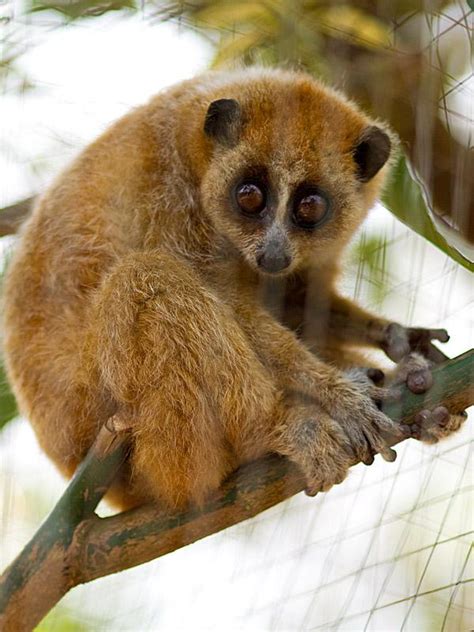 Loris De Sonda Loris Lento O Loris Perezoso Mascotas