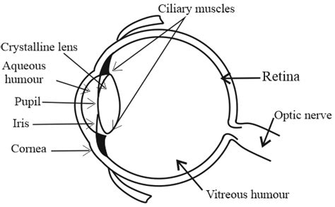 Draw A Welllabelled Diagram Of The Structure Of Human Eye