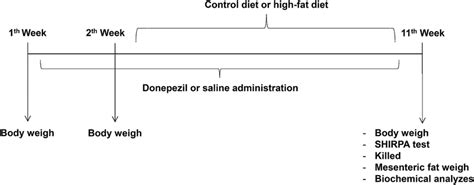 Schematic Representation Of The Experimental Protocol Download