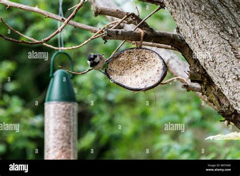 A Coal Tit Periparus Ater On A Coconut Bird Feeder Stock Photo Alamy