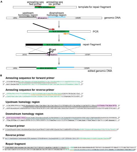 Figure 1 From A User Friendly And Streamlined Protocol For Crispr Cas9 Genome Editing In Budding