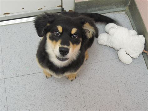 Corgi Cocker Spaniel Mix