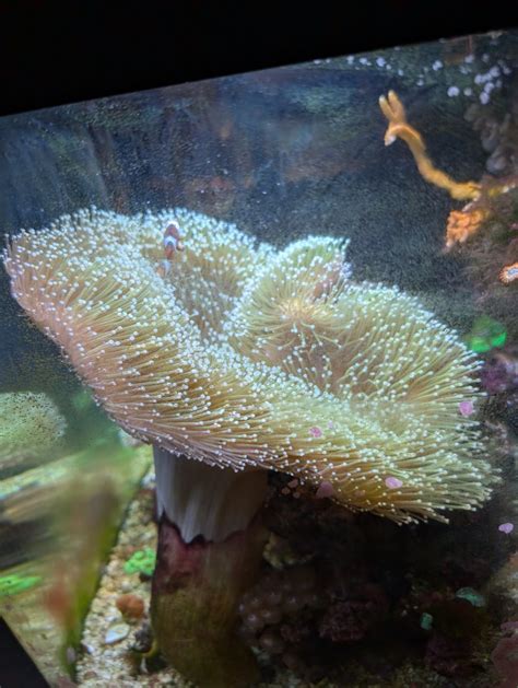 Michigan Live Goods Xl Toadstool Local Pickup Only Western