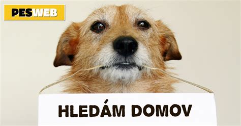 Psi K Adopci Z útulků Azylů A Neziskových Organizací