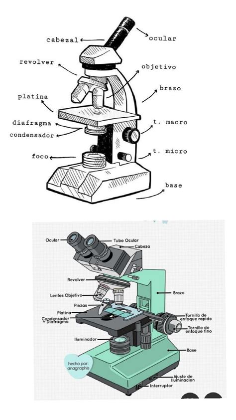 Partes Del Microscopio Artofit