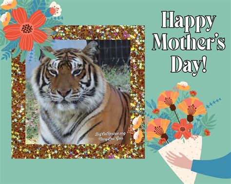 Happy Mother S Day From Priya Tiger And Big Cat Rescue