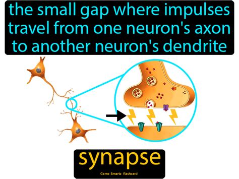 Dendrite Synapse