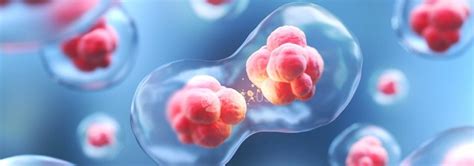 The Role Of Stem Cell Research In The Future Of Dental Implants Dr Motiwala