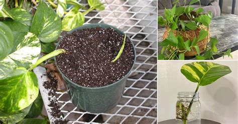 How To Propagate Pothos Pothos Propagation Guide