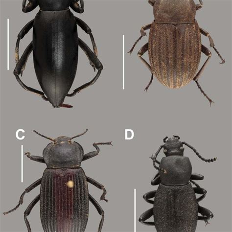 Eleodes Species Dorsal Habitus A E Rileyi Female B E
