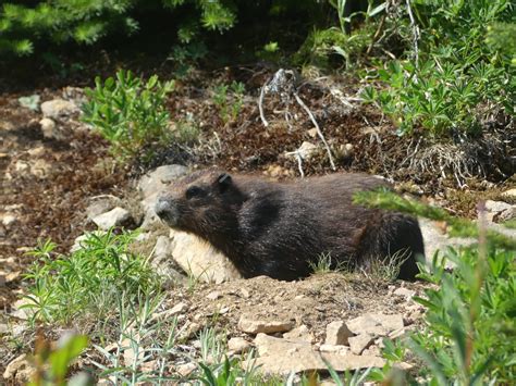 Trip Report Vancouver Island Tour Royle Safaris Julyaugust 2023