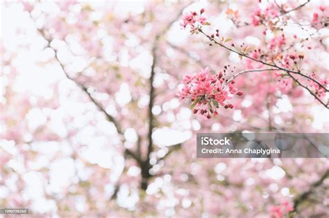 피는 가지 Malus Floribunda 또는 일본 꽃 게 사과와 하늘 봄 바람이 잘 통하는 배경 0명에 대한 스톡 사진 및