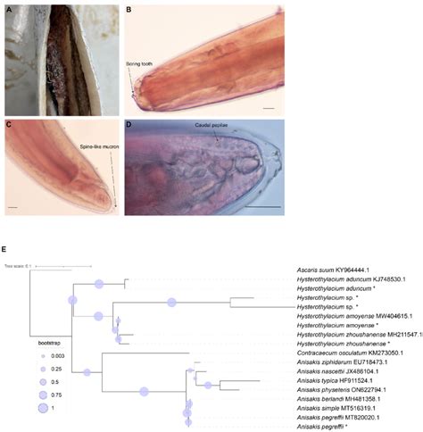 Morphological Identification Of Collected Nematode And Phylogenetic