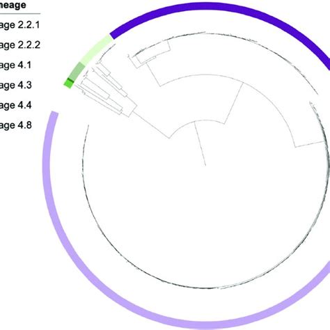 Distribution Of Xdr Mtb Sub Lineages Across The Phylogenetic Tree Of