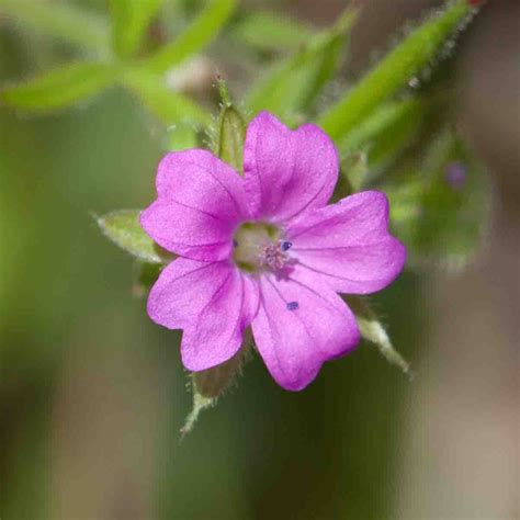 Geraniaceae Geranium Monflora