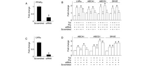 Effects Of Ppar And Lxr Sirna On Macrophage Gene Expression Induced By Download Scientific