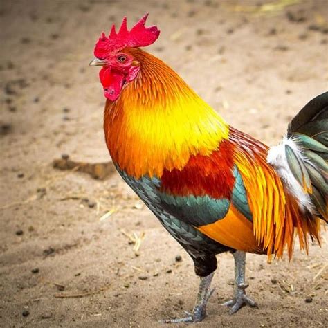 Oh No Cringe Youtube