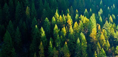 A Powerfully Hierarchical Tree Data Structure Design Model Best