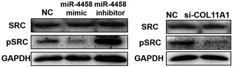 Correction Mir 4458 Loaded Gelatin Nanospheres Target Col11a1 For Ddr2 Src Signaling Pathway