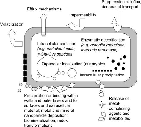 Actinoid Series Elements Semantic Scholar