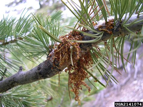 Limber Pine Dwarf Mistletoe Arceuthobium Cyanocarpum A Nels Ex Rydb