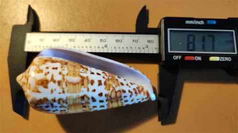 Identification Conus Janus