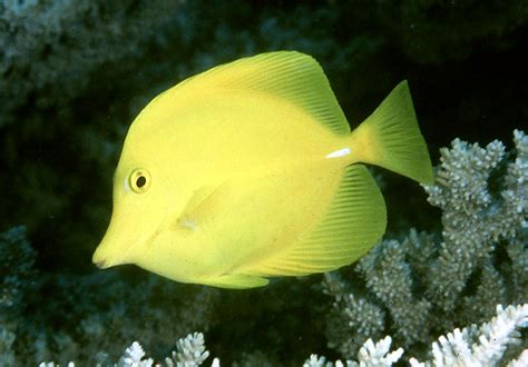 Fish Detection Object Detection Dataset And Pre Trained Model By Ouarza