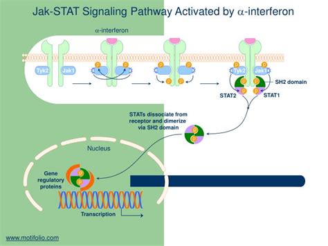 Ppt Receptor Tyrosine Kinases Powerpoint Presentation Id3028076