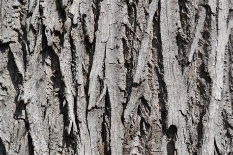 Bark Of Ash Tree Stock Image Image Of Tree Texture 38826863