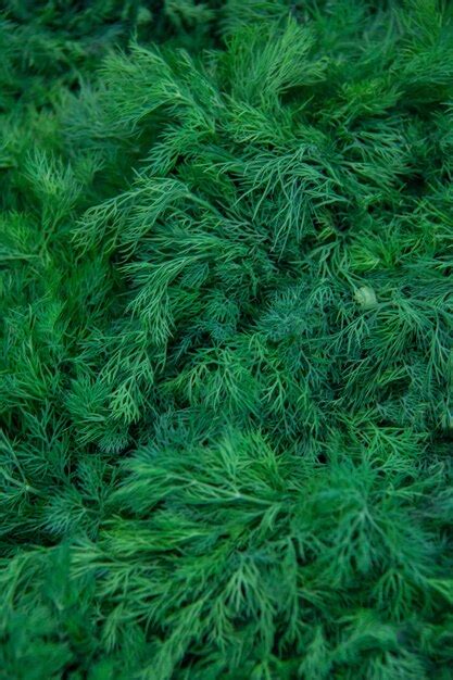 Premium Photo Fresh Dill On The Market