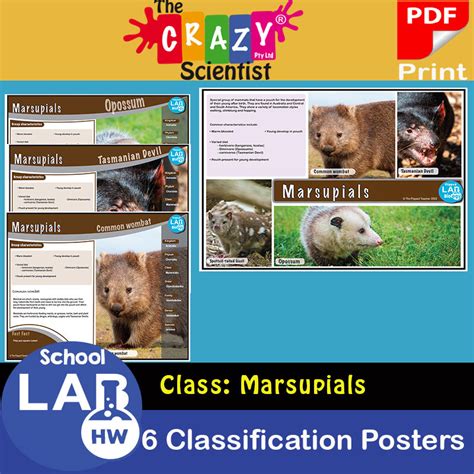 Marsupials Classification Posters The Crazy Scientist