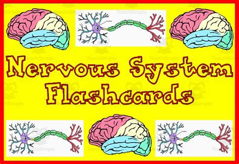 Nervous System Flash Cards By Teach Simple