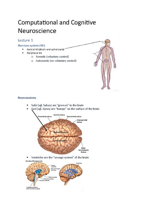 Lecture 1 Filip Rehburg Computational And Cognitive Neuroscience Lecture 1 Nervous System