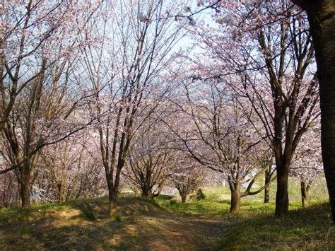 桜の開花状況 2016 4 13現在やまのべ観光ガイド山辺町観光協会事務局