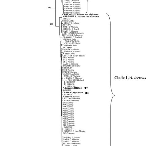 combined ml tree generated from sequences from the three protein coding