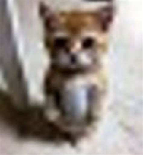 Create A Grade 11 Stem Subjects Tier List Tiermaker