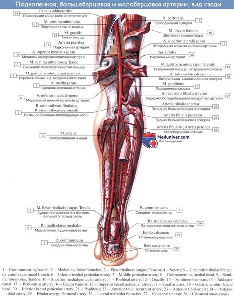 Анатомия Задняя большеберцовая артерия A Tibialis Posterior Ветви