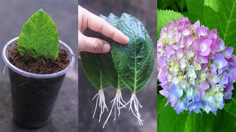 How To Propagate Hydrangeas Grow Hydrangeas Plant With Leaves Youtube