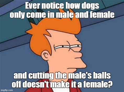 Dogs Imgflip