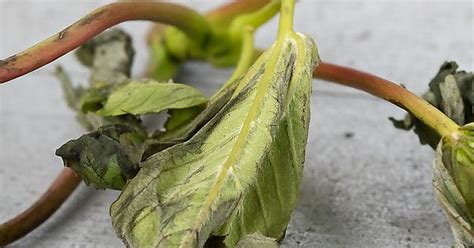 I Need Some Help Iding Some Damage Or Possibly Disease Of My Acer