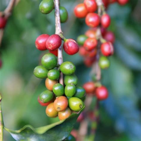 Guide Pour Créer Un Coin Café Chez Soi Et Savourer Un Café Exceptionnel